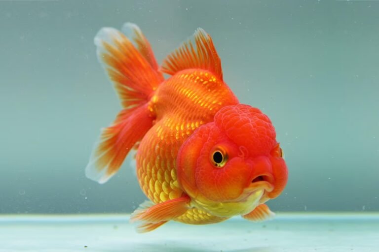 Peixe Kinguio: Conheça as 8 variedades mais amadas - Amo Peixes